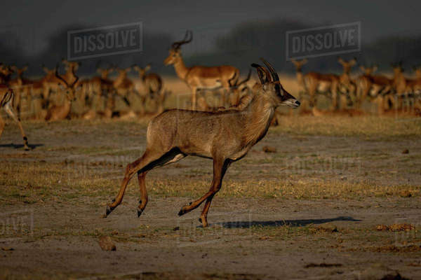 Close-up of a roan antelope (Hippotragus equinus) galloping past a herd ...
