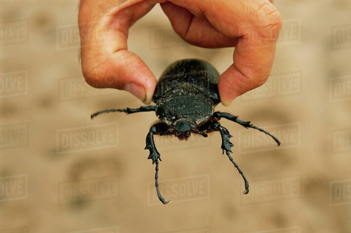 Man's hand holding Giant scarab beetle (Scarabaeidae); Pantanal, Brazil ...