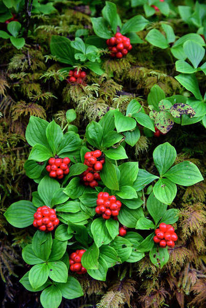 Bunchberries (Cornus canadensis) growing in autumn in the rainforest of ...