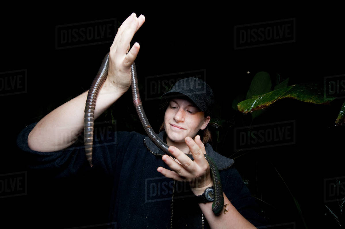 Biologist inspects a Giant earthworm (Megascolides australis) in ...