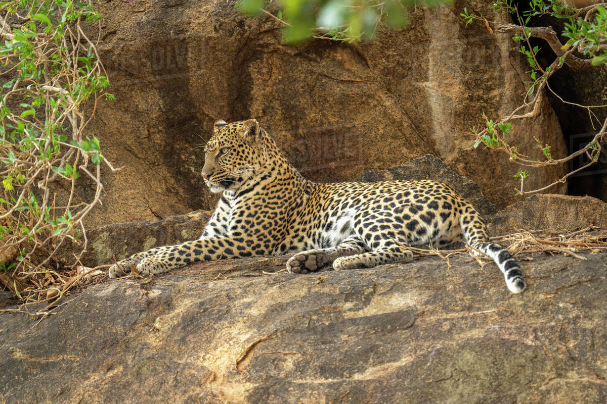 Leopard (Panthera pardus) lying on stone ledge under branches; Kenya ...