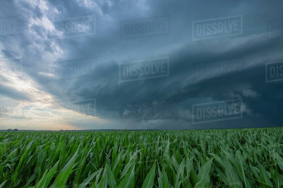 Supercell storm overtop of a corn field, powerful clouds seen ...