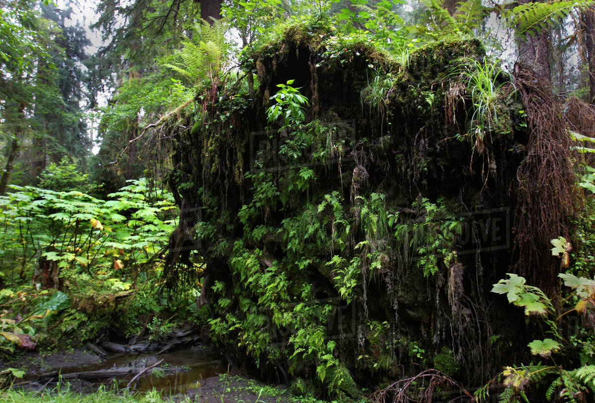 Uprooted tree with ferns growing in the Tongass National Forest; Sitka ...