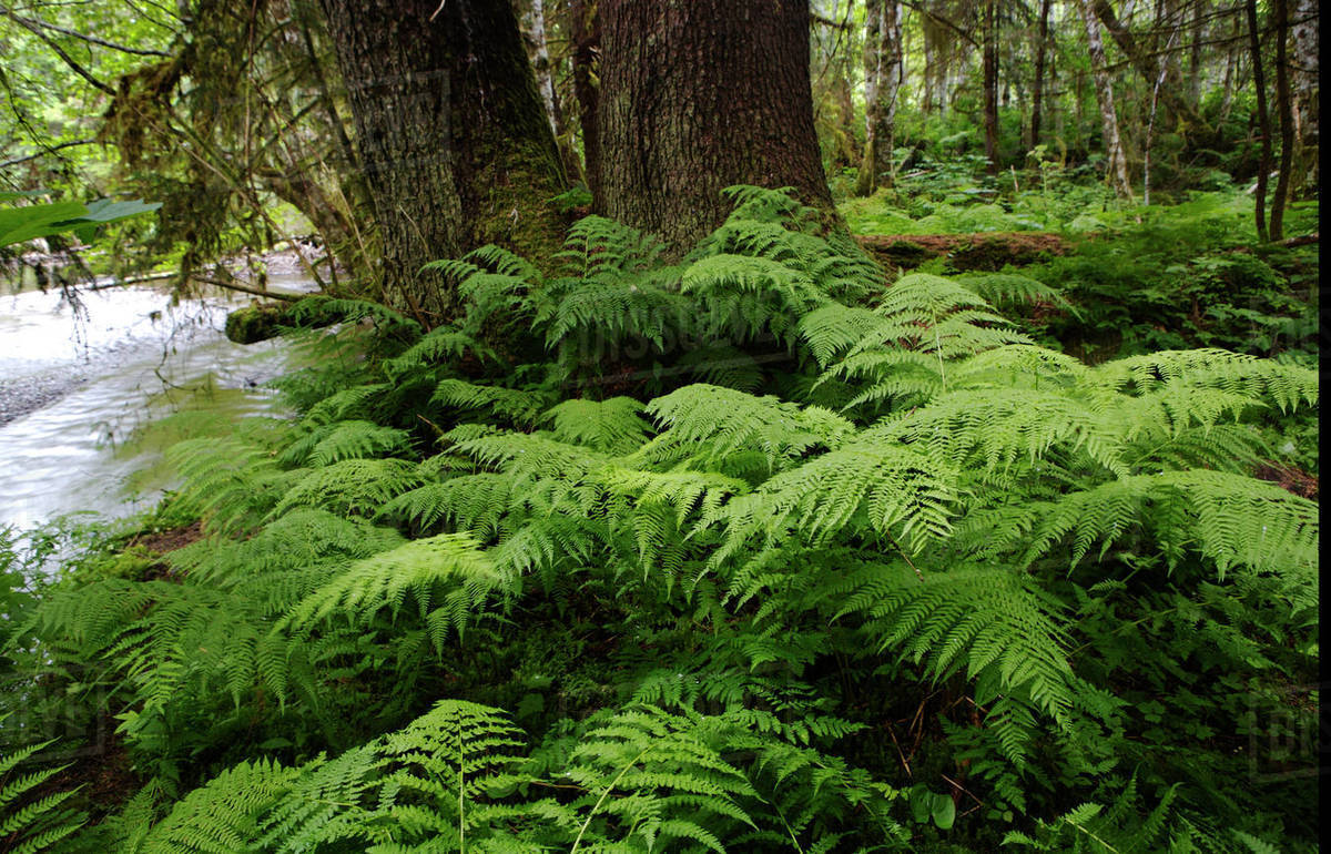 Ferns growing in the rainforests of Tongass National Forest; Chichigof ...