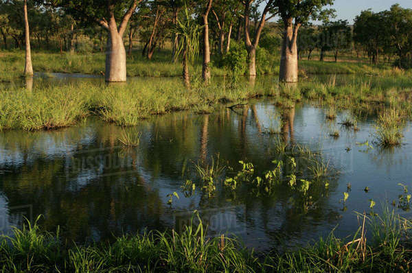 Boab trees (Adansonia gregorii) reflected in water at Kakadu National ...