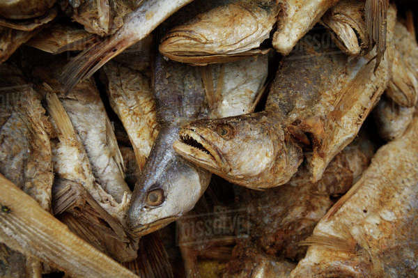 Haul of fish in port at Kayar; Kayar, Senegal - Royalty-free Stock ...