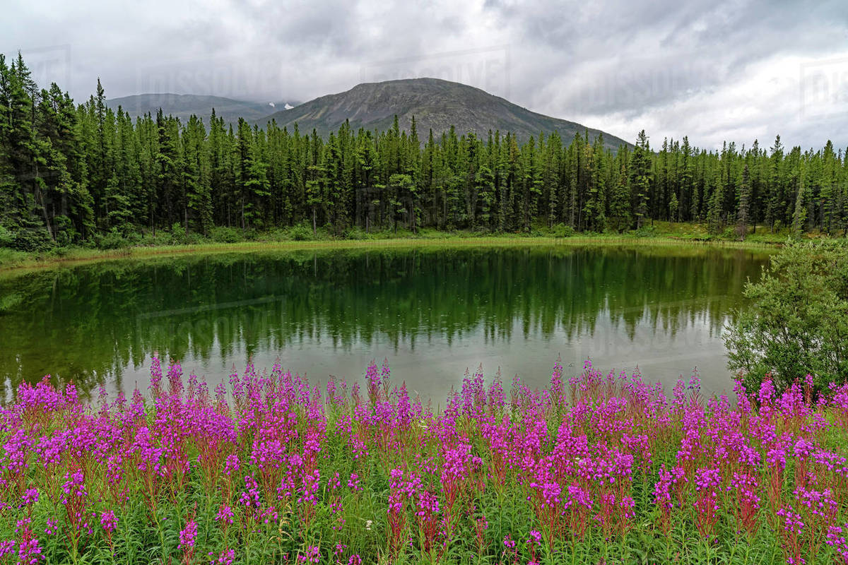 Fireweed (Chamaenerion angustifolium), Yukon's official flower, blooming on the shore of a small ...