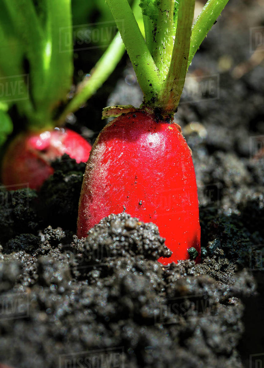 Extreme close up of a radish growing up in the soil in a garden ...