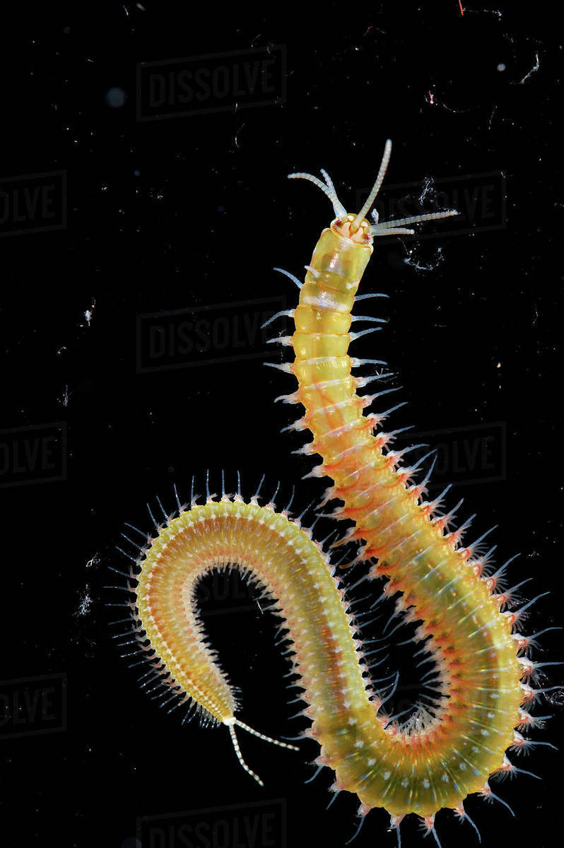 Bristle worms have bristles that are implanted in each segment.; Oahu ...