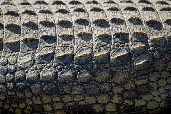 Close-up of Nile crocodile (Crocodylus niloticus) skin in sun in Chobe ...