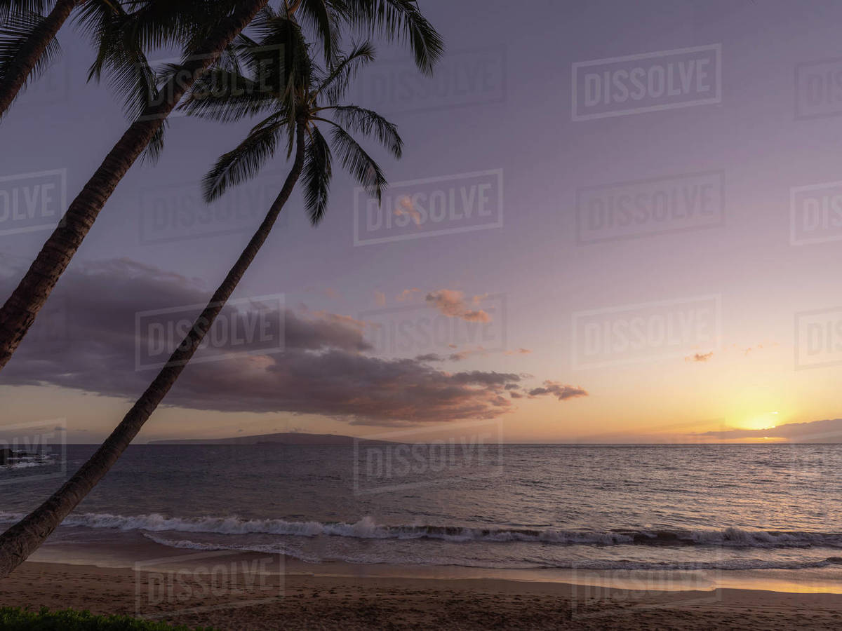 Silhouette of tropical palm trees along the shore at Ulua Beach with a ...
