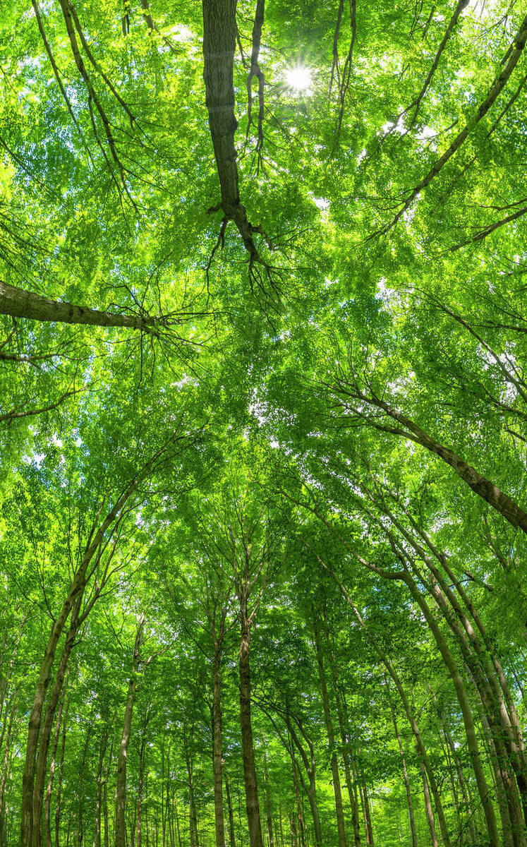 The beautiful summer foliage in the forests of Ontario become a vibrant ...