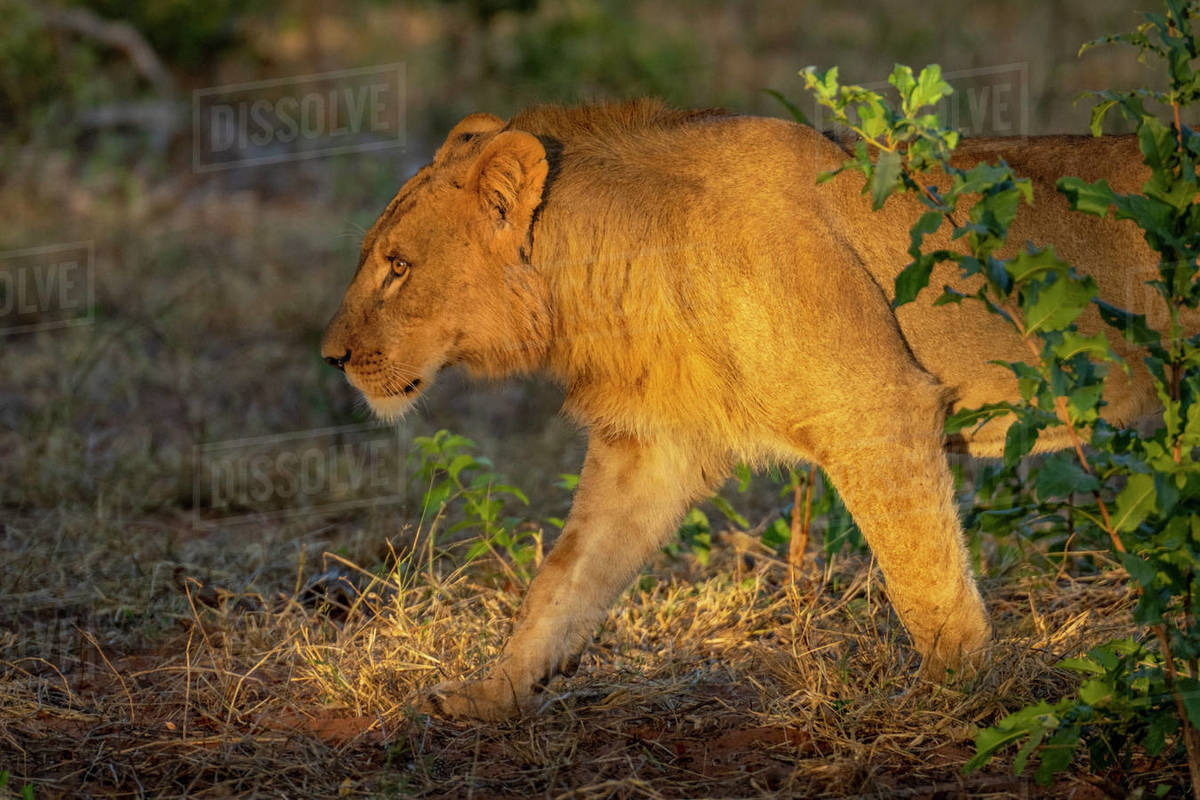 Close-up of a young, male lion (Panthera leo) passing bush in Chobe ...