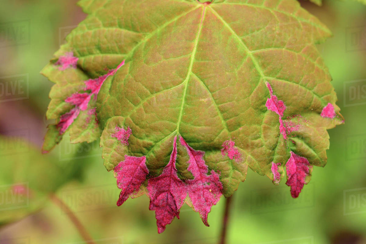 Reddish pink Erineum galls, made by Eriophyid mites, on a sugar maple ...