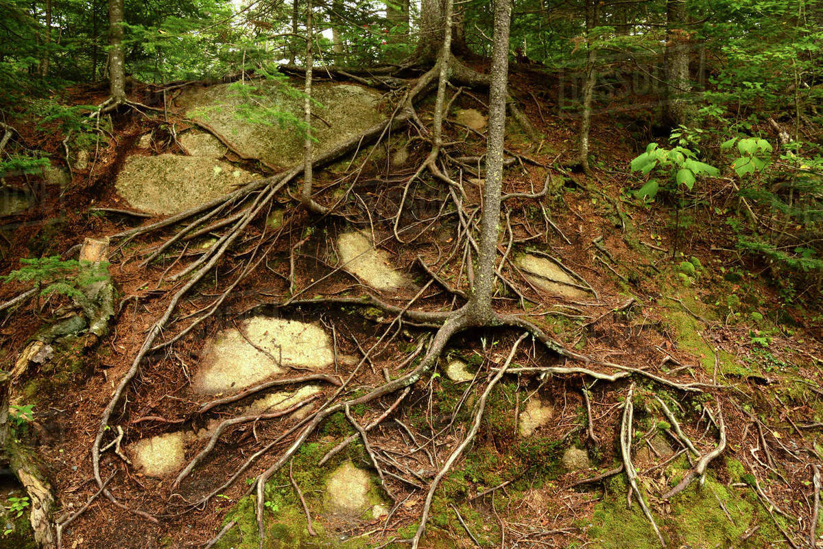 Exposed tree roots cling to a rocky hillside in the White Mountain ...