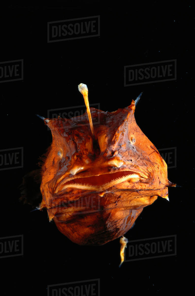 Deepsea anglerfish female(Borophryne apogon) with parasitic male ...