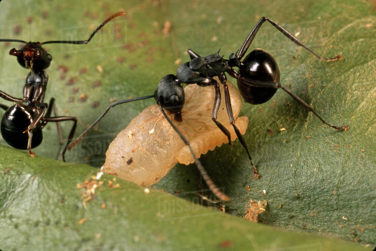 A carnivorous Arhopala wildei caterpillar rides on an ant pupa ...