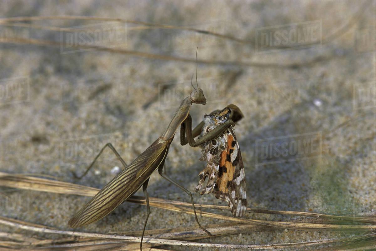 Praying mantis eating a butterfly.; Chatham, Cape Cod, Massachusetts ...
