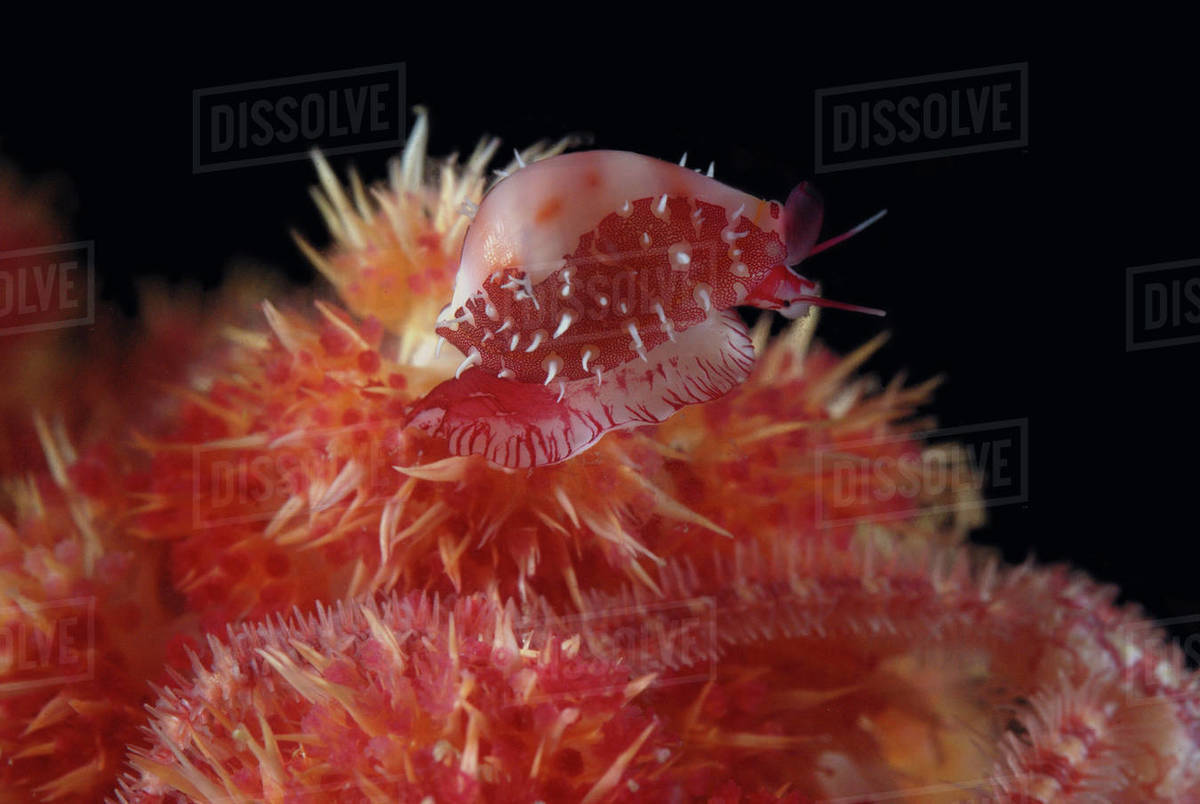 Ovulid snail on a hairy soft coral. Snail's mantle mimics the coral ...
