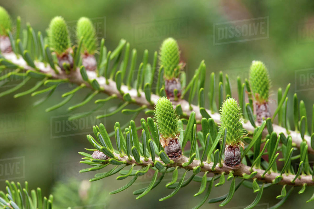 Immature cones of a large blue cone Korean fir tree, Abies koreana ...