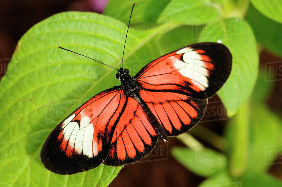 A Heliconius butterfly perched on a leaf with its wings open.; Westford ...