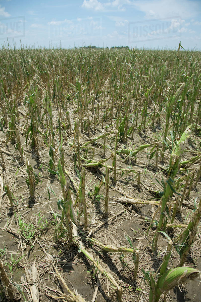 Agriculture - Mid growth grain corn field completely destroyed by a ...