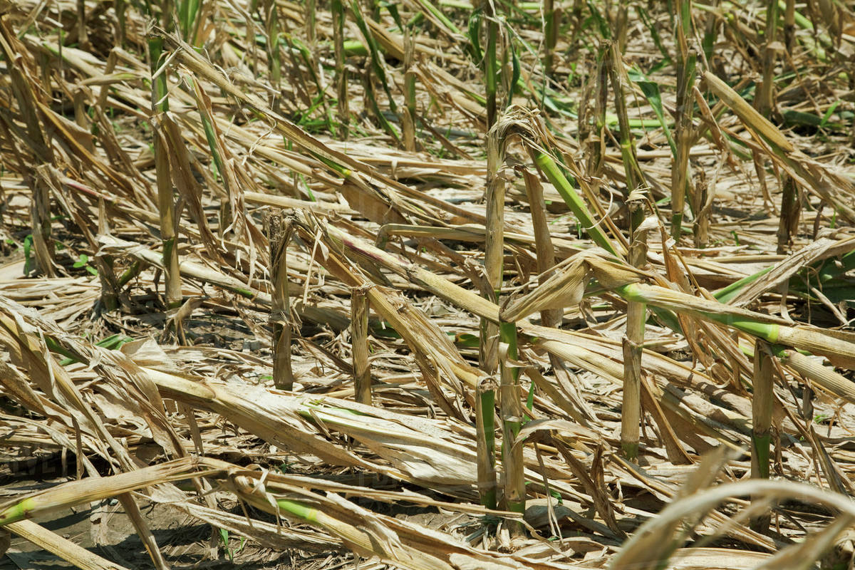 Agriculture - Mid growth grain corn field completely destroyed by a ...