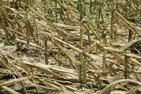 Agriculture - Mid growth grain corn field completely destroyed by a ...
