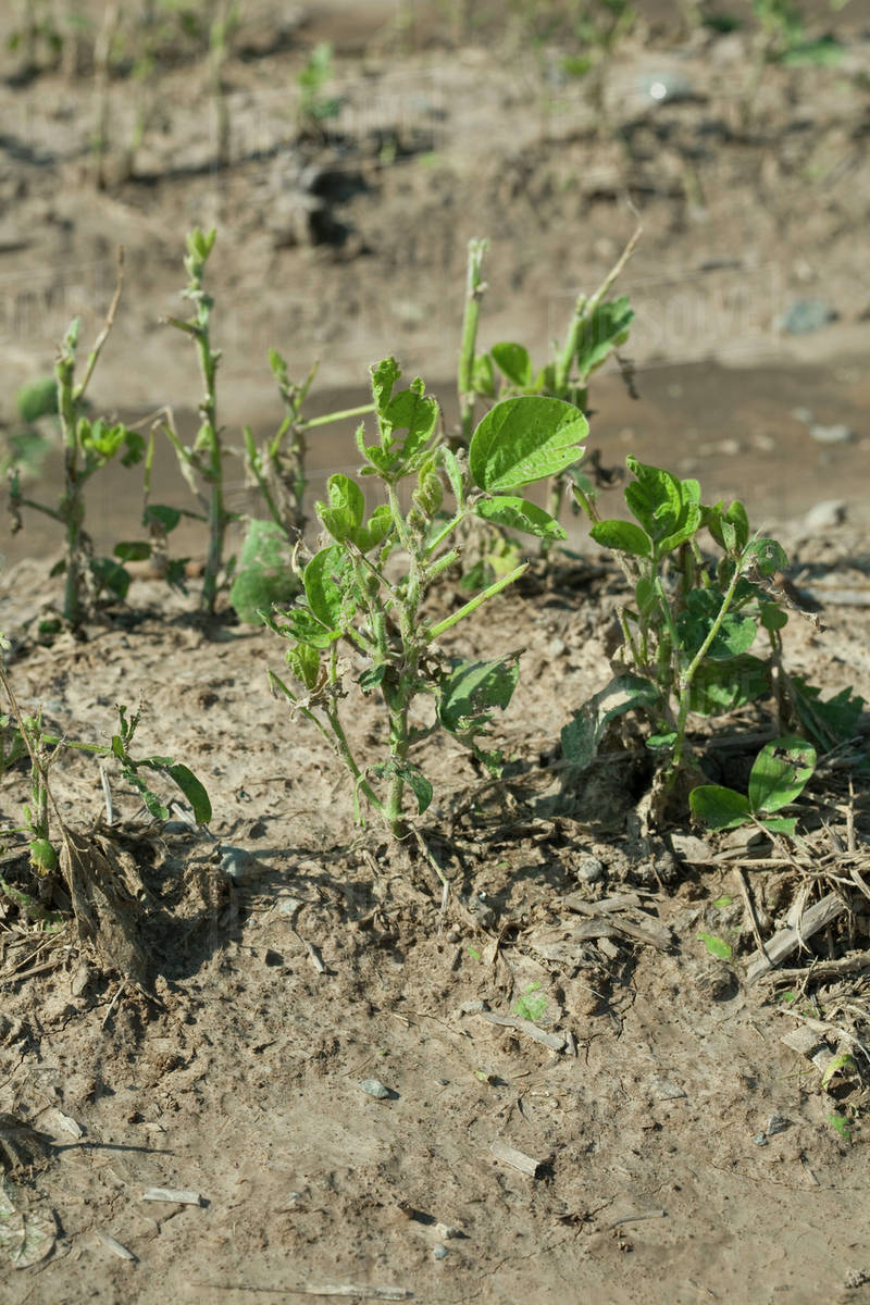 Agriculture - Soybean plants severely damaged by a powerful late Spring ...