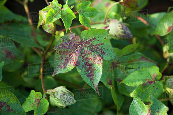 Agriculture - Crop Disease; Early blight stem infection on tomato plant ...