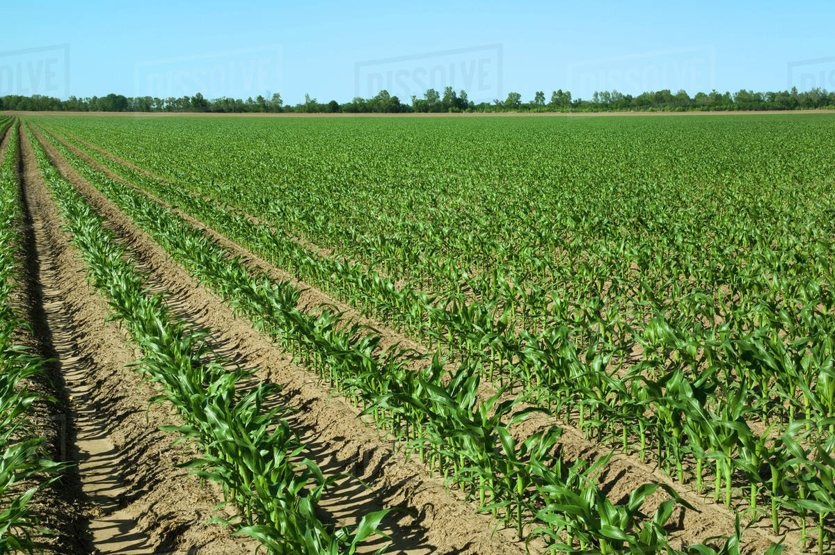 Agriculture - Large field of early growth grain corn plants at the 10 ...