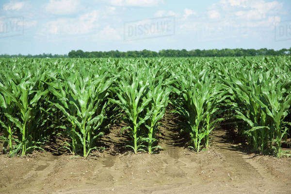 Agriculture - Mid growth grain corn plants at the pre tassel stage ...