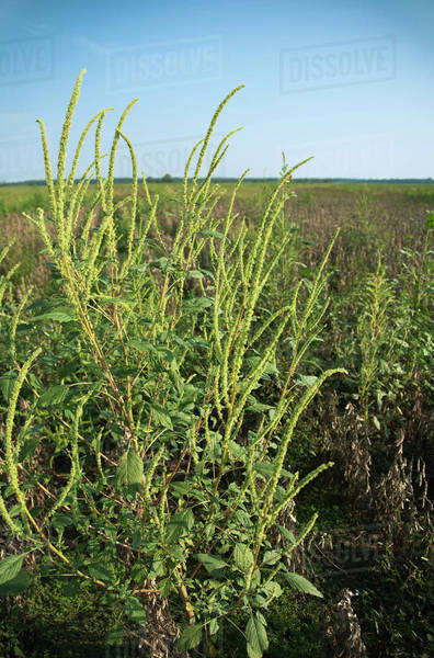 Agriculture - An infestation of mature Glyphosate-resistant Palmer ...