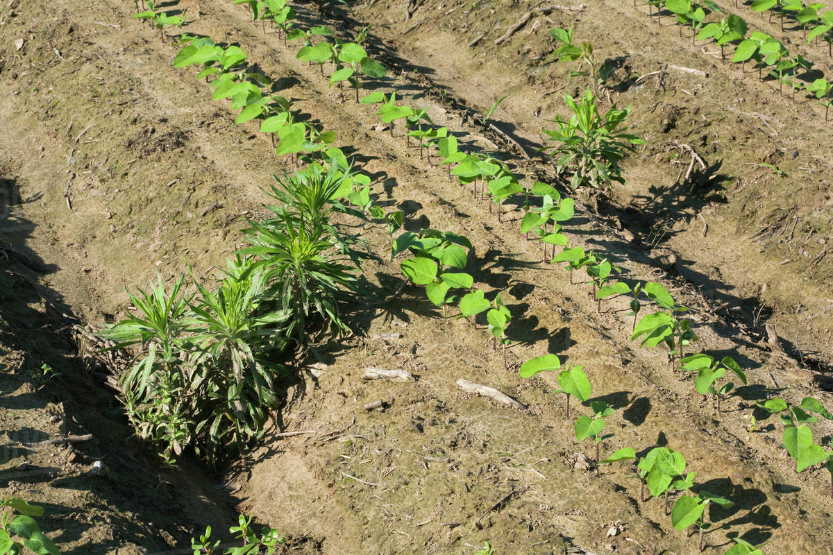 Agriculture - Glyphosate-resistant Horseweed (Conyza canadensis), aka ...