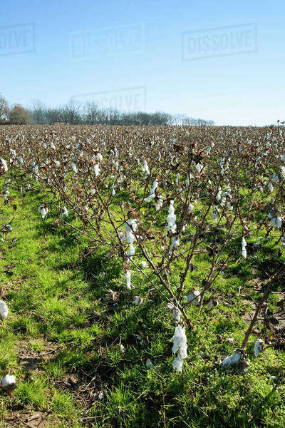Agriculture - Harvested cotton field with stalks that have not been ...