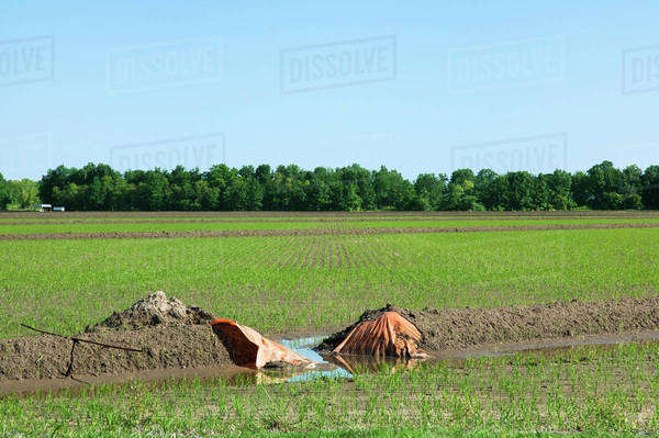 Agriculture - Early growth rice field with the seedlings at the 3-leaf ...