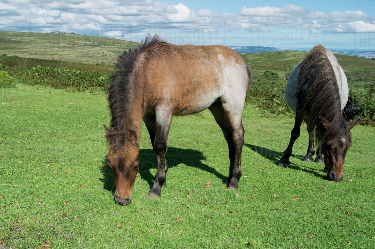 Dartmoor Ponies; Devon, England - Royalty-free Stock Photo | Dissolve