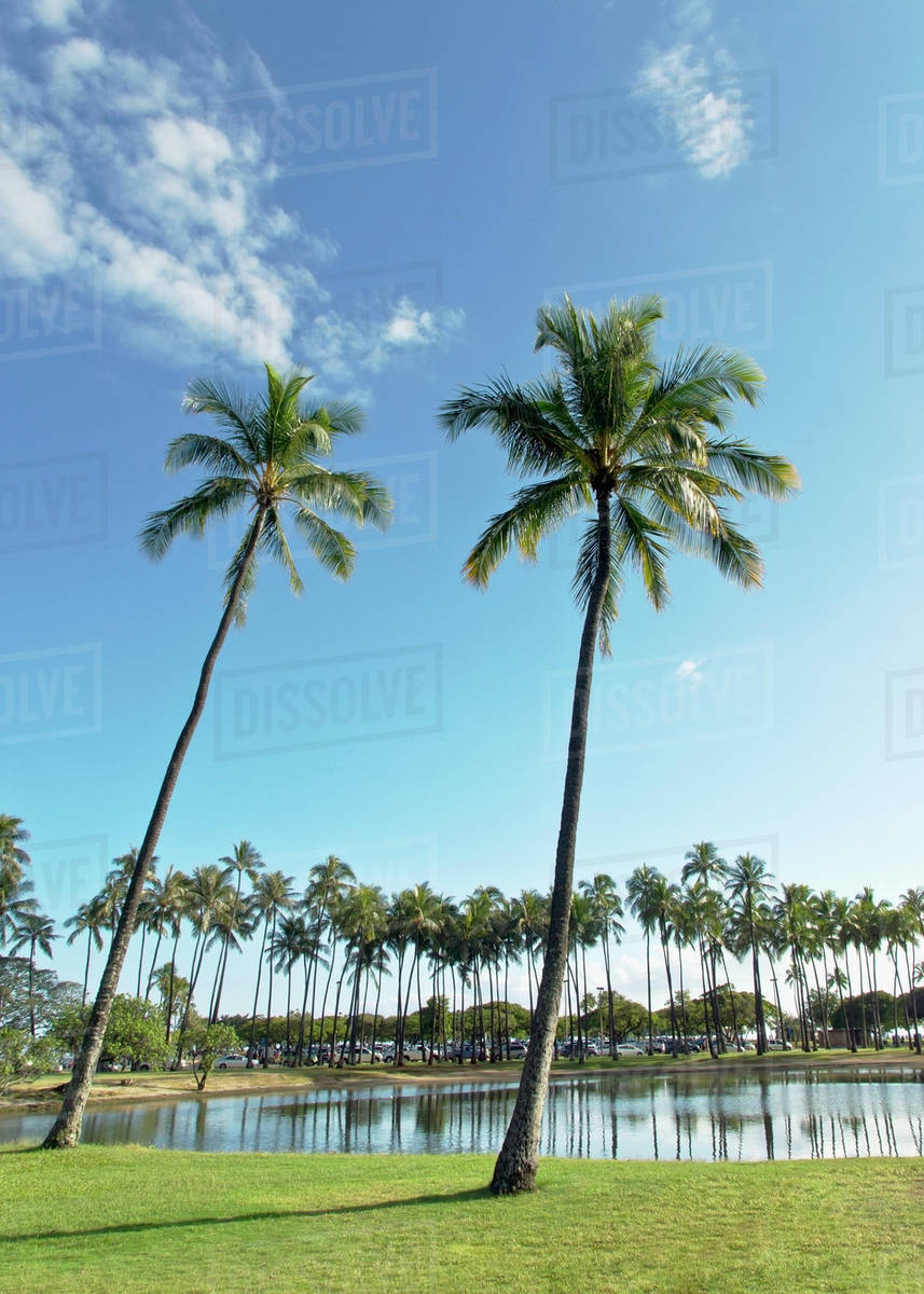 Palm Trees In Ala Moana Park; Oahu, Hawaii, United States Of America ...