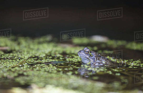 A Frog In The Water With Floating Small Green Leaves; South Shields ...
