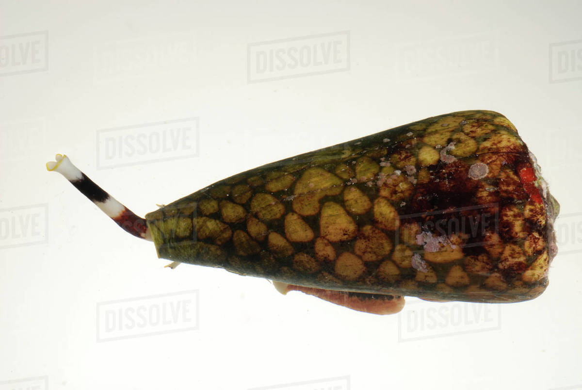 The Marbled cone snail, Conus marmoreus.; Derawan Island, Borneo ...