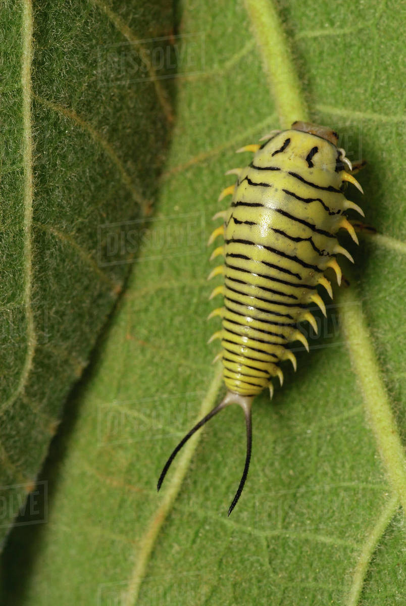 Wild olive tortoise beetle larva, Physonota alutacea, on an olive leaf ...