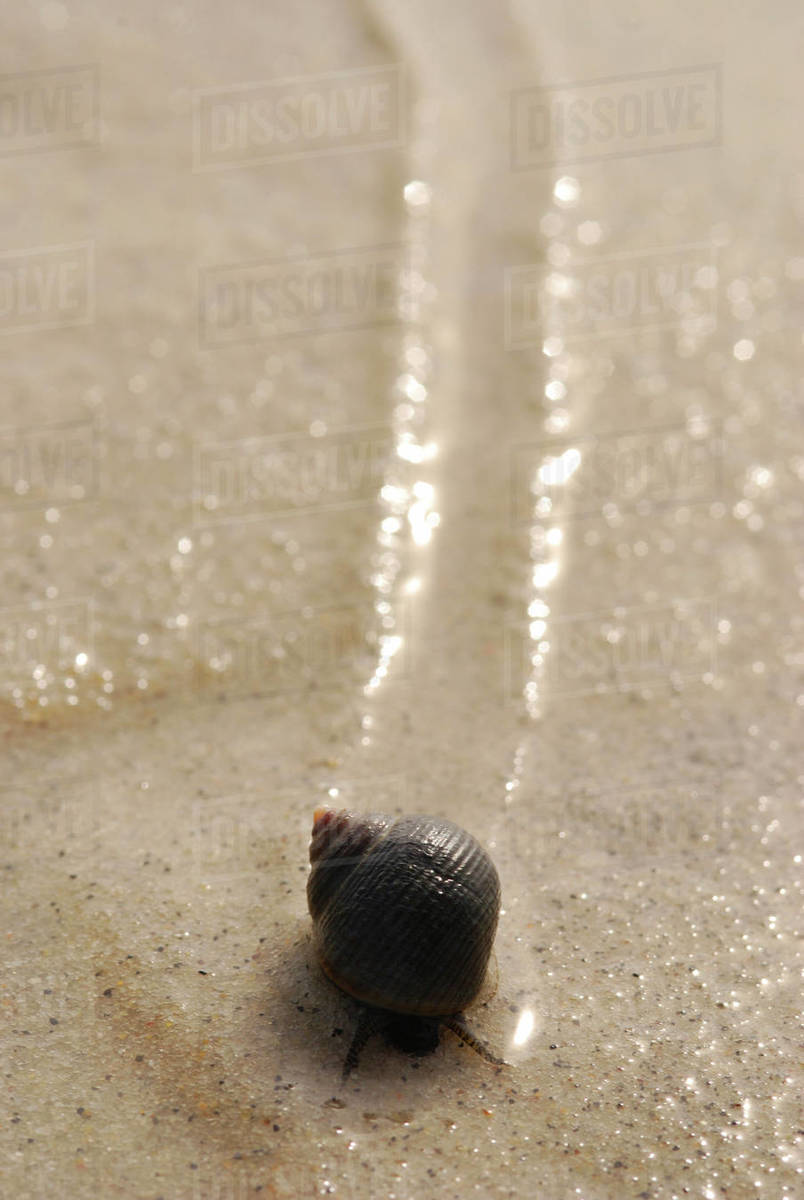 A periwinkle snail making a trail in wet sand on the beach.; Chatham ...