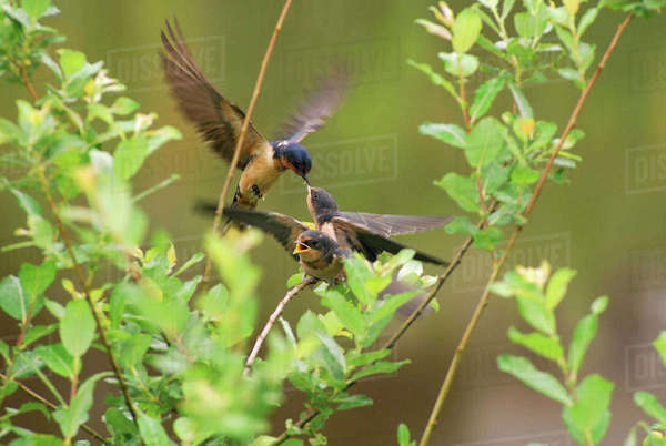 An adult barn swallow feeds insects to its chicks while hovering ...