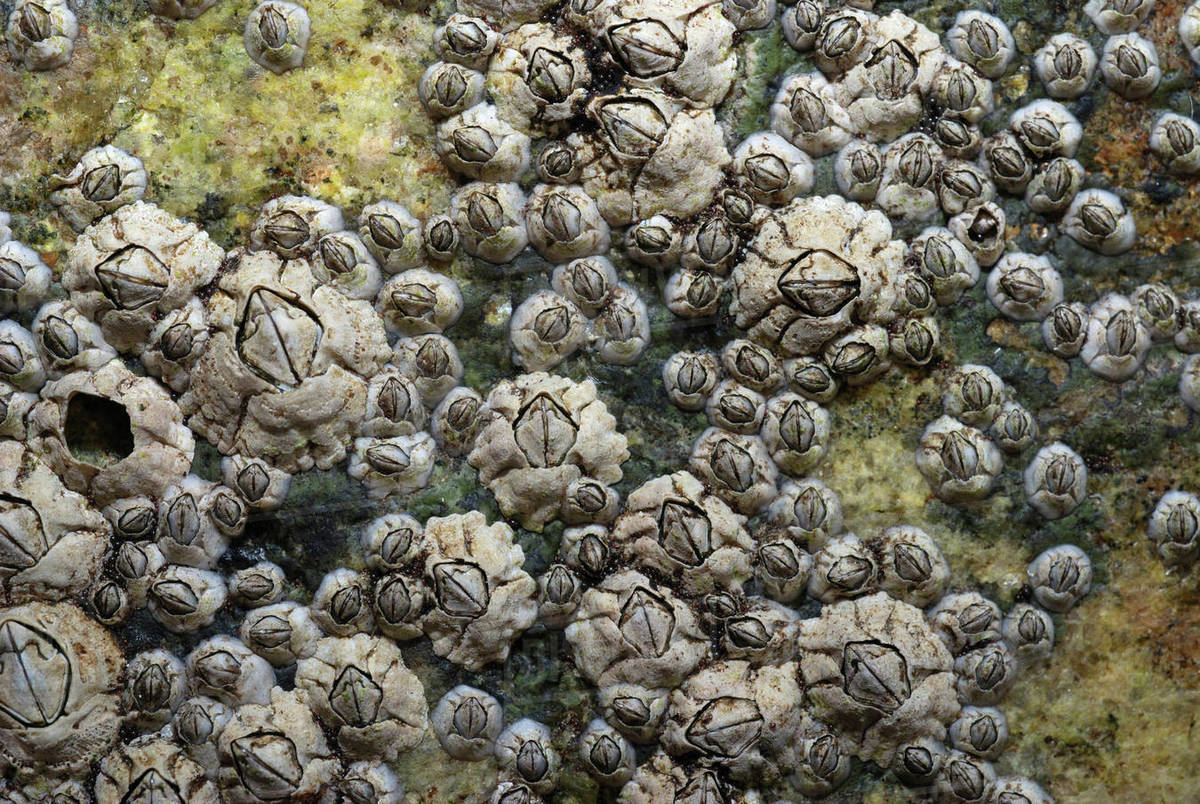Large northern rock barnacles, and ivory barnacles on a rock.; Rachel ...
