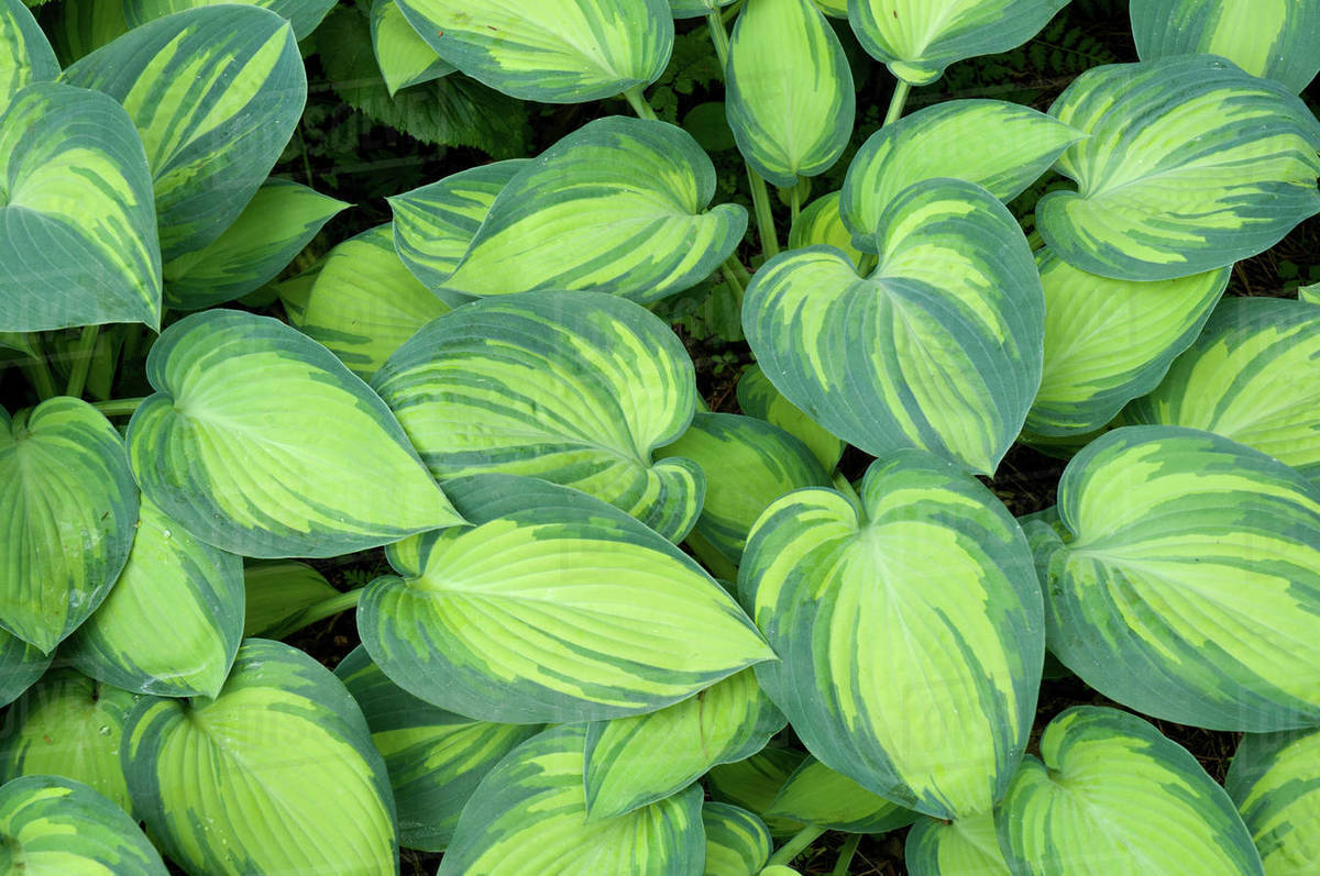 Close up of a group of bi-colored hosta leaves.; Longwood Gardens ...