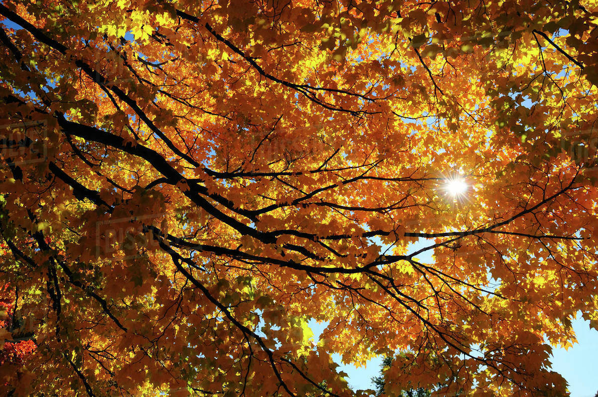 Canopy view of a maple tree, Acer species, with fall foliage ...