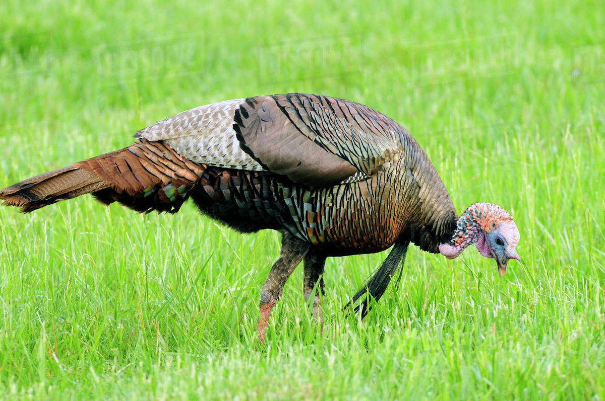 A male wild turkey, Meleagris gallopavo, foraging.; Cades Cove, Great ...