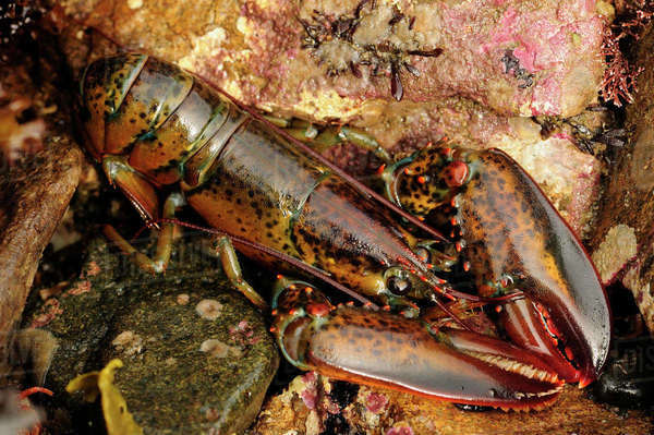 A young American lobster, Homarus americanus, in a tide pool.; Odiorne ...