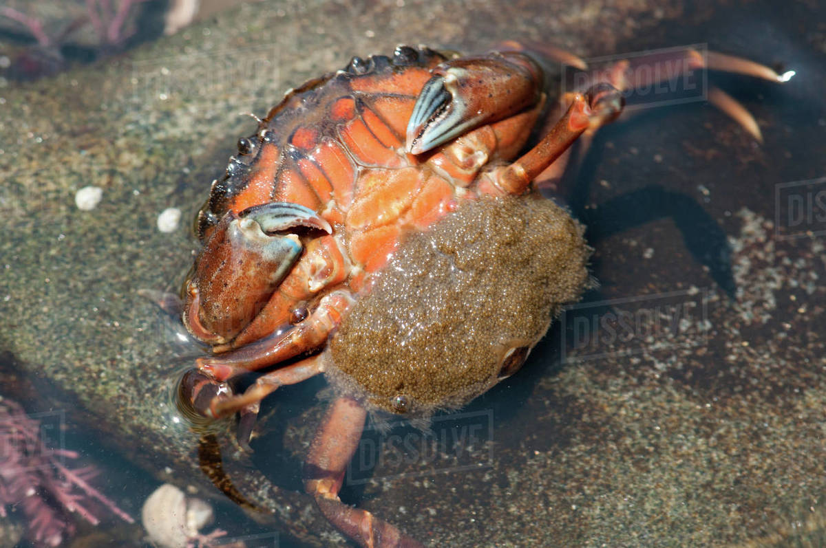 A female rock crab, Cancer irroratus, with an egg mass.; Rachel Carson ...