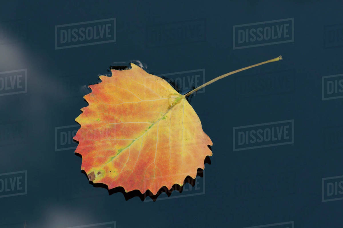 An eastern cottonwood leaf, Populus deltoides, floating in a pond ...